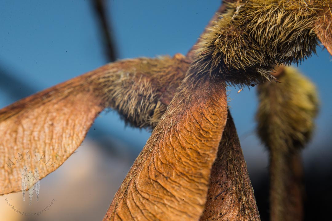 A Natural History Lexicon | Samara – Wingtrip